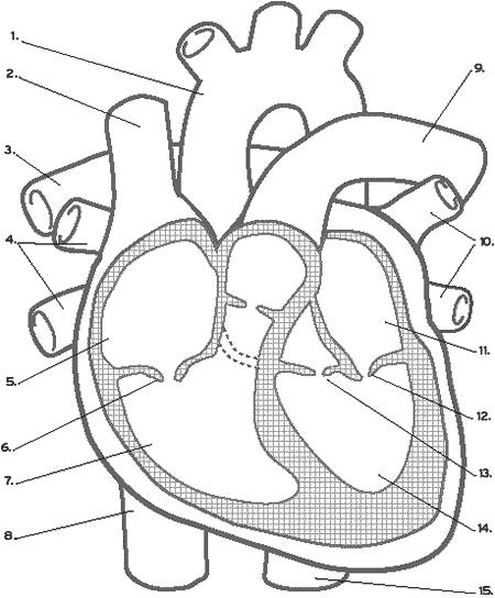 heart-diagram